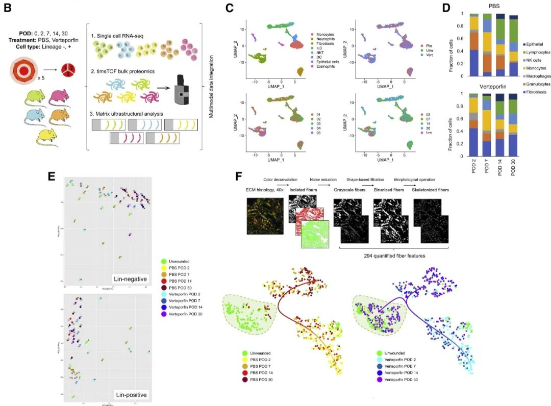 Cell Stem Cell | 4D蛋白组联合单细胞测序构建伤口再生分子图谱 - 知乎