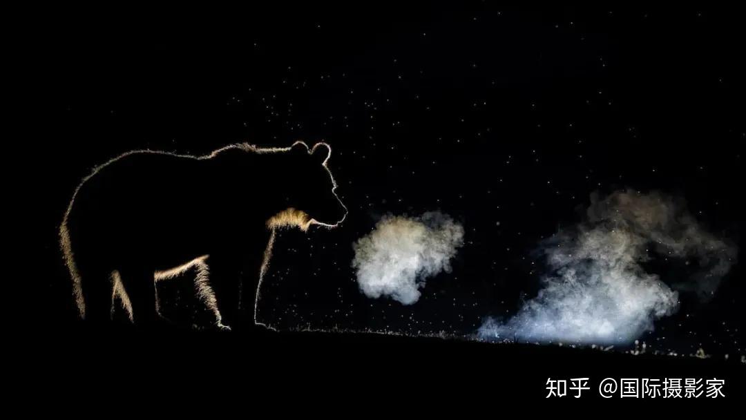 2020年度 Nature TTL摄影师大赛获奖作品欣赏 - 知乎