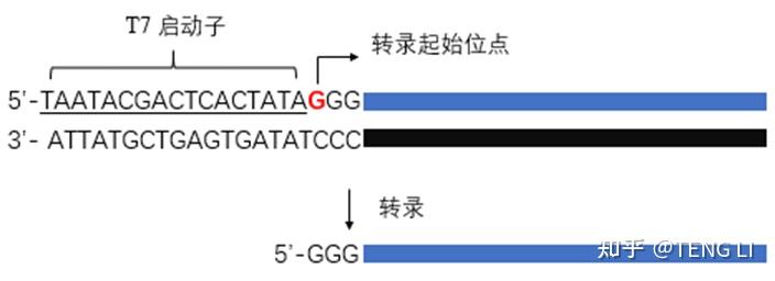 T7 RNA聚合酶-T7启动子是什么？ - 知乎