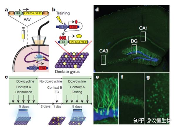 【神经元细胞干货篇】神经元细胞特异性基因调控策略 - 知乎