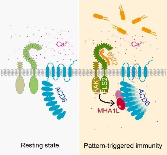 Molecular Cell | 中国农业大学朱旺升团队揭示植物新型钙离子通道ACD6调节免疫反应的机 - 知乎