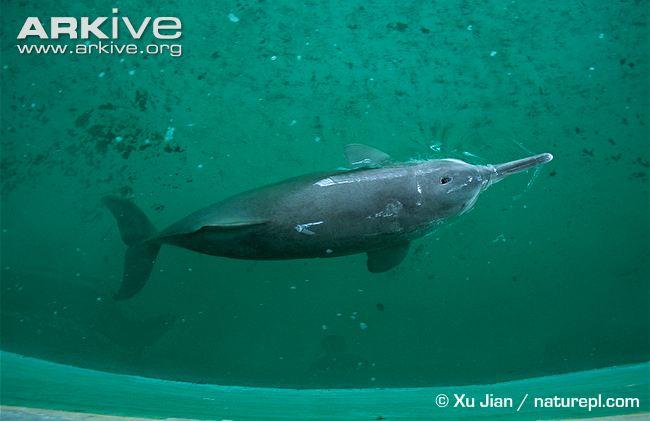 现生水生哺乳动物拉丁文-英文-中文对照名录③-②【齿鲸亚目除海豚科外】 - 知乎