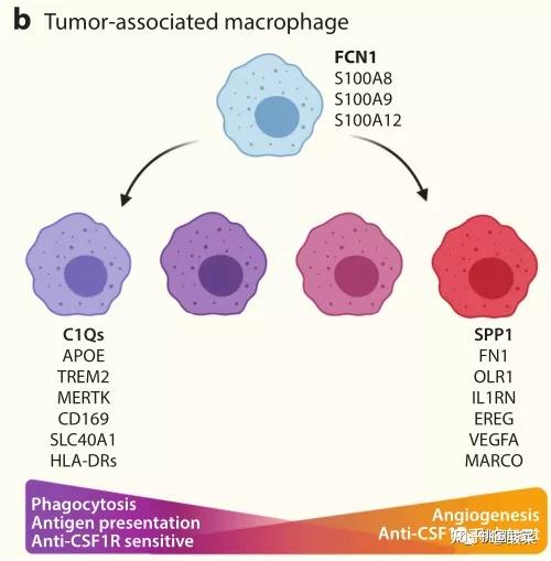 全网首发！单细胞路在何方？北大张泽民课题组万字综述给你指明方向！ - 知乎