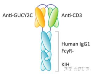 GUCY2C（GCC）：阻击结直肠癌 - 知乎