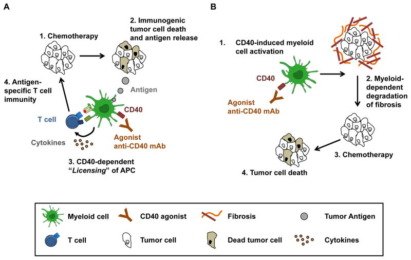 课代表上线：抗体药物研发又一热点——CD40 - 知乎