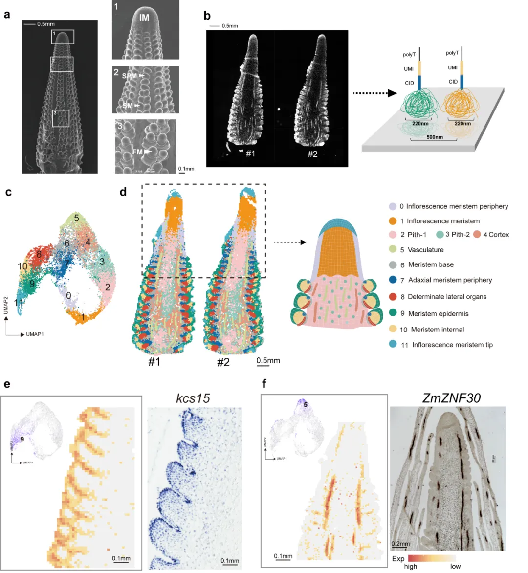 Nat Plants | Stereo-seq助力构建玉米雌穗的空间转录组图谱 - 知乎