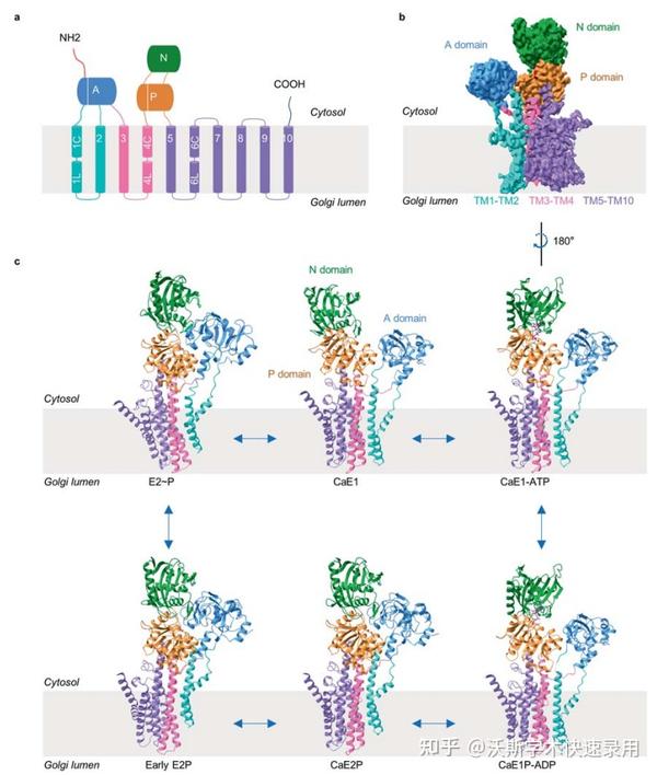 Cell Res | 南方科技大学/浙江大学揭示人源钙泵SPCA1的结构及转运机制 - 知乎