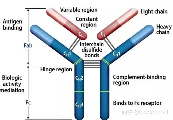 免疫球蛋白 - 知乎