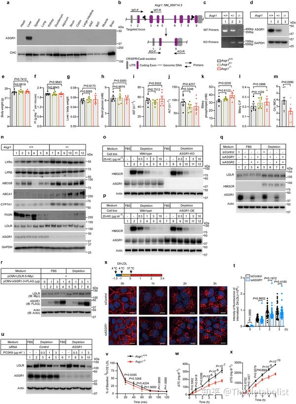 代谢学人--Nature: 驱逐胆固醇，Asgr1有奇效！ - 知乎