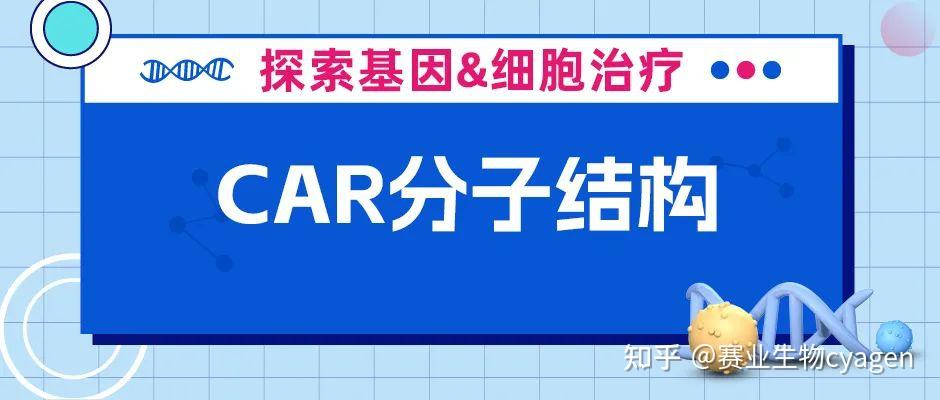 一文带你读懂CAR分子结构 - 知乎