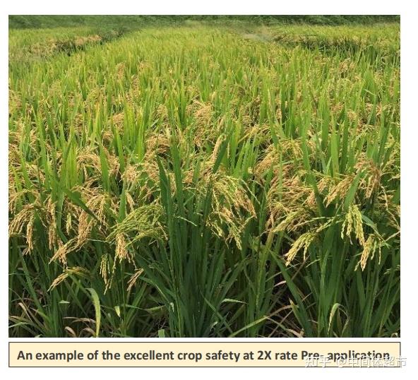四氟络草胺（TVE29，Tetflupyrolimet，2053901-33-8）：一种有效管理抗除草剂杂草的新型除草剂作用模式 - 知乎