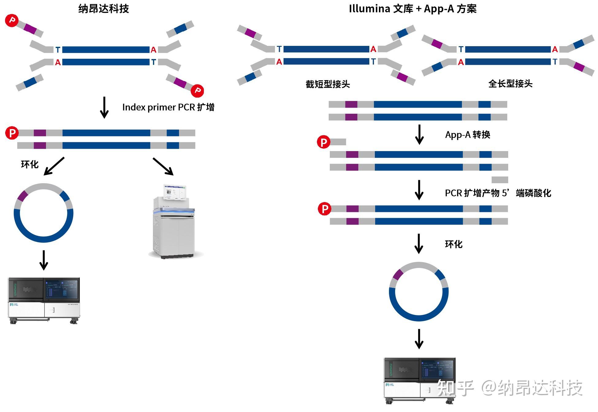新品上线 | 双平台 (MGI & Illumina) 通用接头来了！ - 知乎
