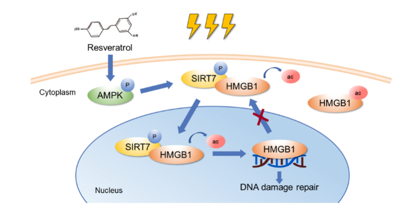 Cell Death Dis︱南方医科大学周良/马骊团队合作揭示白藜芦醇缓解放射性皮肤损伤的分子机制 - 知乎