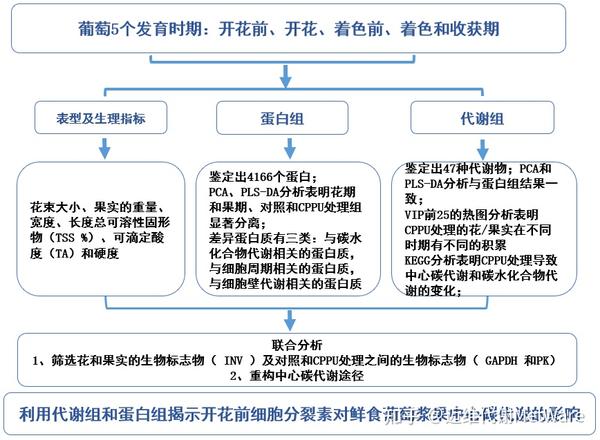 文献解读 | 蛋白和代谢组联合揭示CPPU处理对葡萄全发育时期的中心碳代谢的影响 - 知乎