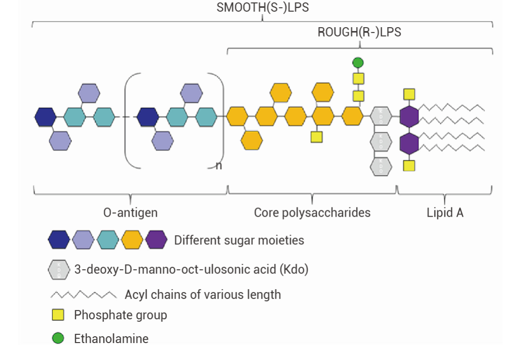 LPS 与炎症∶ 小小脂多糖 (LPS) 如何能轻松 "拿捏" 炎症造模_MedChemExpress(MCE 中国) - 知乎