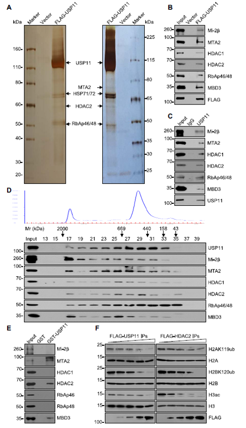 USP11作为组蛋白去泛素化酶在DNA修复过程中的染色质重组中发挥作用 - 知乎