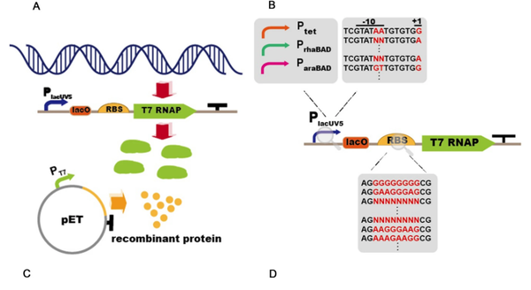 欣贝莱生物|在大肠杆菌中有效生产重组蛋白的策略：减轻宿主负担和提高蛋白活性 - 知乎