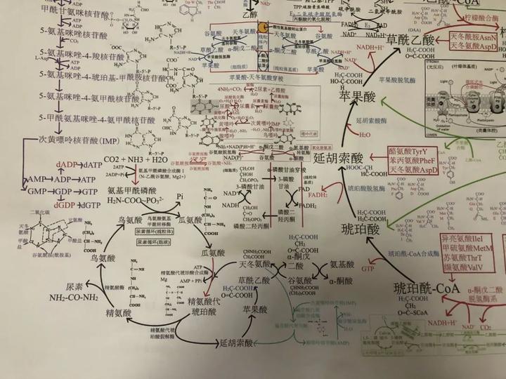 尿素循环障碍之氨甲酰磷酸合成酶CPS1与降血氨药物排氮剂：苯甲酸钠、苯丁酸钠、Ravicti苯丁酸甘油酯 - 知乎