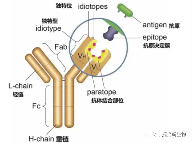 抗体如何选？WB、IHC、ChIP各种实验的抗体有什么区别？ - 知乎