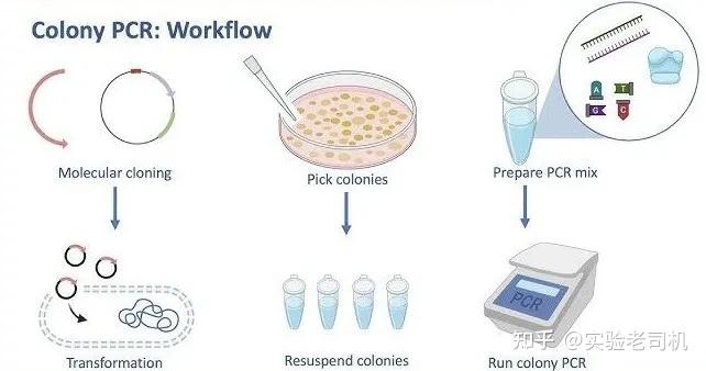 手把手教学｜菌落PCR初步鉴定质粒以及用snapGene比对测序结果 - 知乎