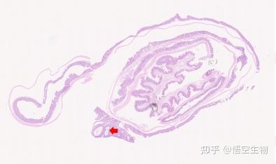 APC-Min小鼠 - 知乎