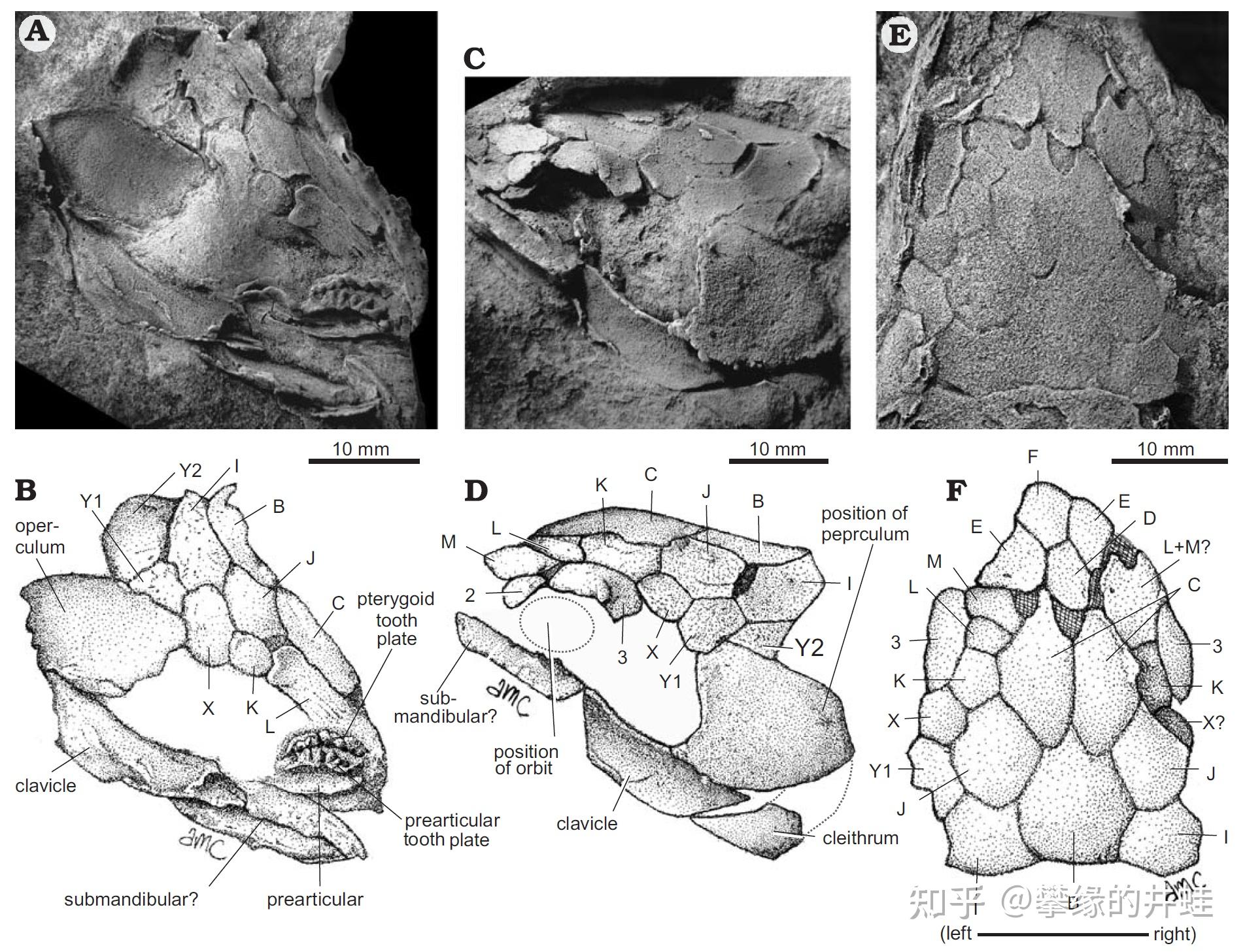 【地球演义】第二百七十九回 锦鳞记8：谁云涸辙困波臣 - 知乎
