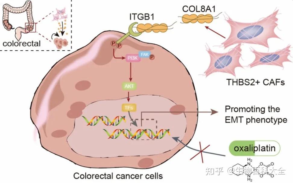 顶刊文献速递|单细胞转录组系列（12月） - 知乎