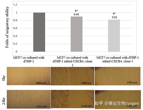 THP-1细胞系在免疫与炎症研究中的应用 - 知乎