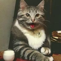 代码作为策略模型：Code as Policies: Language Model Programs for Embodied Control - 知乎