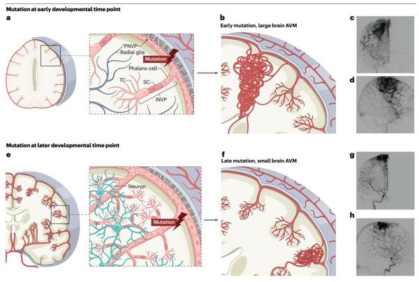 Nat Rev Neurosci重要综述：脑血管系统研究进入单细胞时代 - 知乎