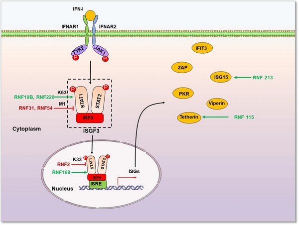 STTT 综述︱蔡春梅/郑春福评述环指蛋白家族（RNFs）在健康和疾病中的研究进展 - 知乎