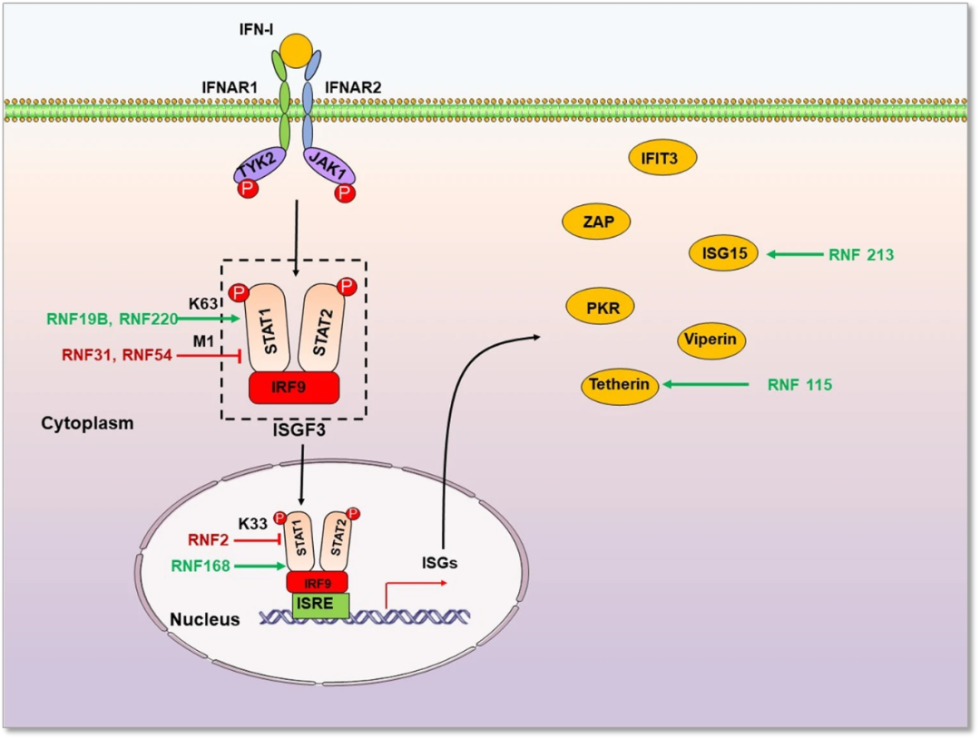 STTT 综述︱蔡春梅/郑春福评述环指蛋白家族（RNFs）在健康和疾病中的研究进展 - 知乎