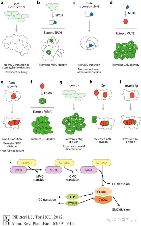 植物专题（三）：上帝开的一面窗——气孔的畅想（一：气孔的发育） - 知乎