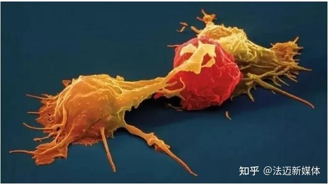 科普｜抗癌免疫细胞疗法：DC、CIK、NK、TIL有何不同？ - 知乎