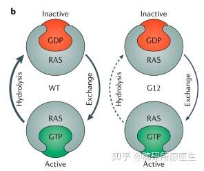 一文了解肺癌KRAS突变 - 知乎