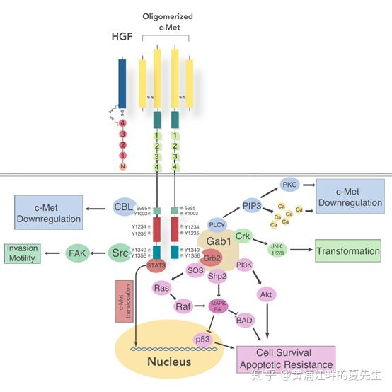 c-Met的功能、突变及靶向治疗 - 知乎