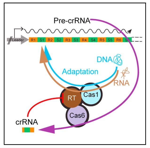 CRISPR RNA的生成和间隔序列的获得需要Cas6蛋白的参与 - 知乎