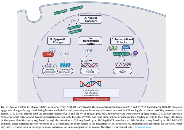领异标心 | IL-33在癌症中的作用：最新进展和未来展望 - 知乎