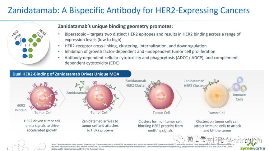 Zymeworks：双抗及双抗ADC技术梳理 - 知乎