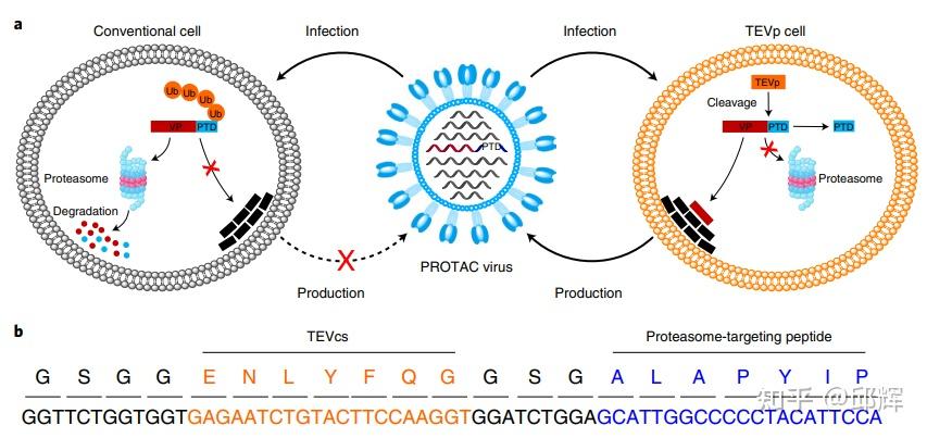 下一代抗病毒药物——PROTAC - 知乎
