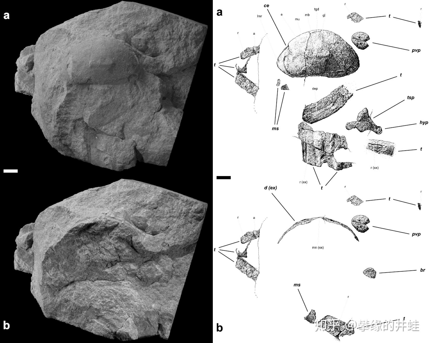 【地球演义】寒武纪的余烬：节肢动物篇 - 知乎