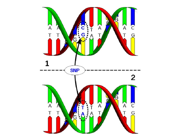 单核苷酸多态性（SNP） - 知乎
