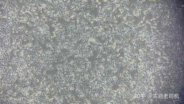 手把手教学——CHO细胞培养经验分享 - 知乎