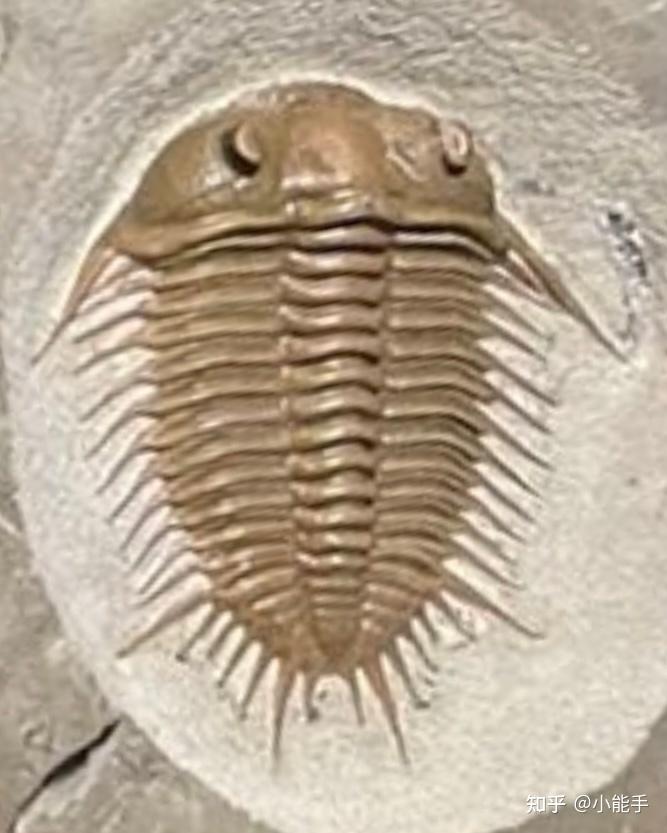 【三叶虫分类科普 2/ N 】裂肋虫目 - Lichida - 知乎