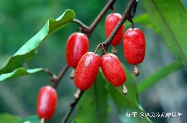 云南特色的水果有哪些？年丰大当家：形似羊奶房的羊奶果 知乎