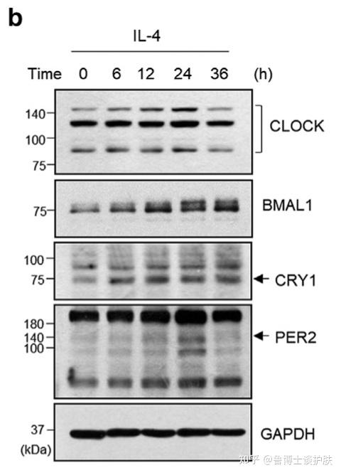 炎症因子IL-4通过EGR1调控节律系统中枢基因PER2 - 知乎