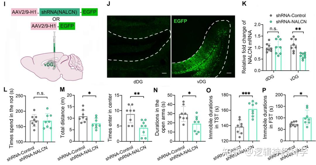 BBI︱四川大学华西医院朱涛/周诚团队揭示腹侧海马齿状回NALCN离子通道调控炎性抑郁的新机制 - 知乎