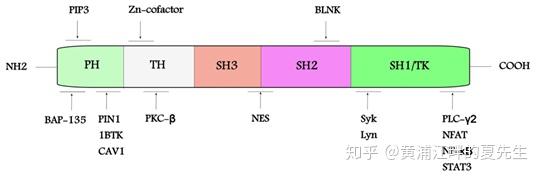 BTK与B细胞恶性肿瘤的靶向治疗 - 知乎