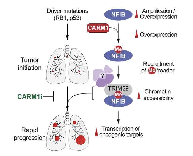 Nat Commun︱德州大学安德森癌症研究中心科研团队发现蛋白甲基转移酶CARM1可作为小细胞肺癌的有效治疗靶点 - 知乎