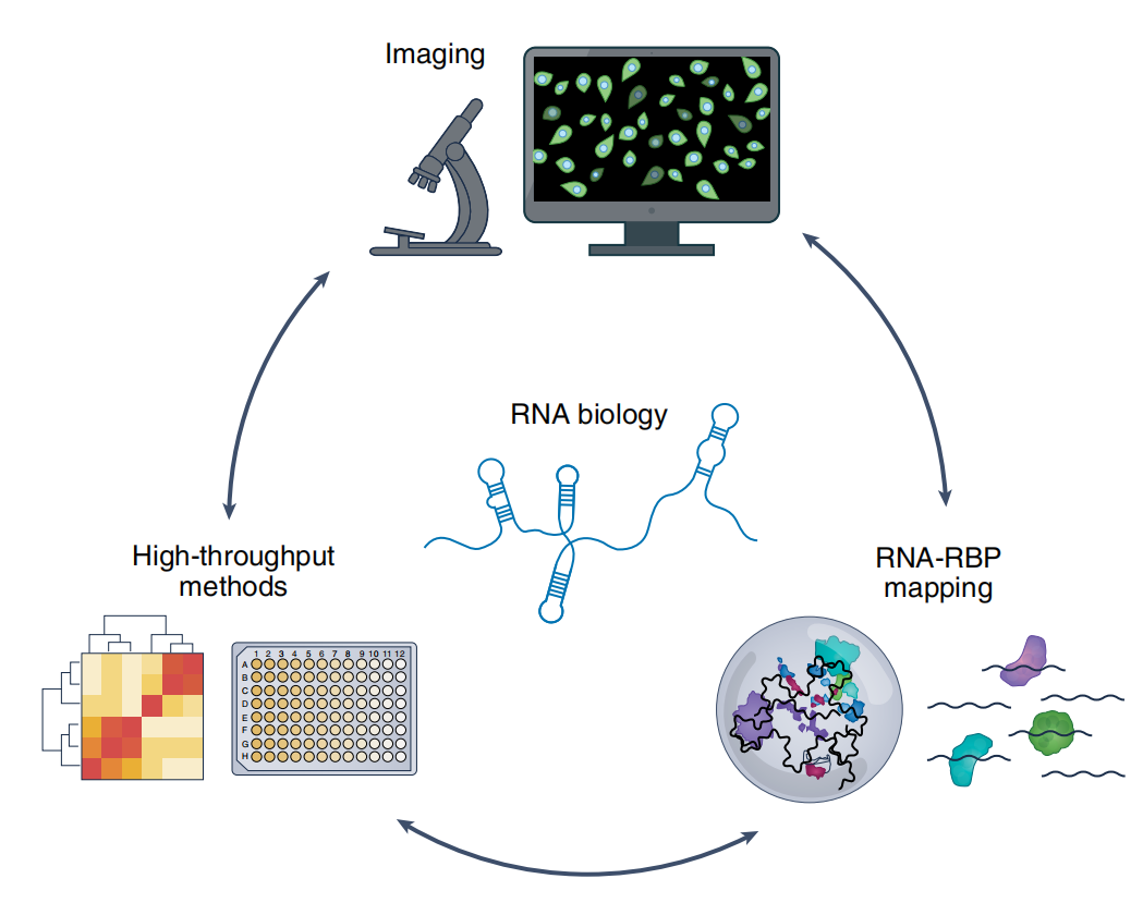 Nature Cell Biology | 活细胞动态RNA成像技术 - 知乎